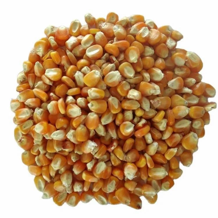 Clarkson Grain Company | Explore Our Yellow Corn Hybrids